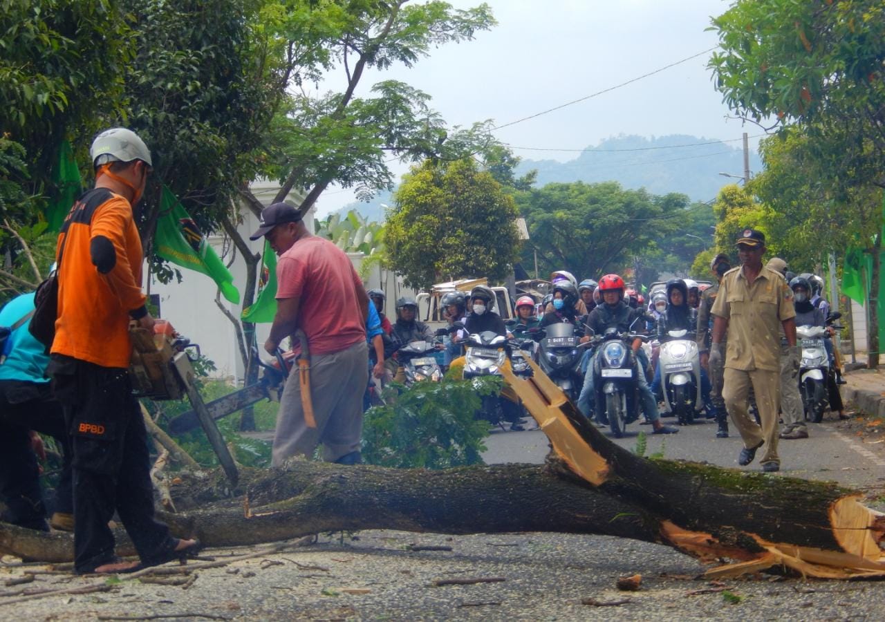 Pemerintah Kelurahan Kota Kulon Pangkas Dahan Pohon Yang Membahayakan ... Pemerintah Kelurahan Kota Kulon Pangkas Dahan Pohon Yang Membahayakan ...